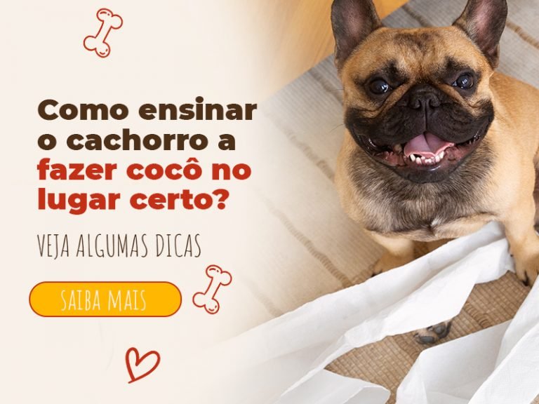 Como ensinar o cachorro a fazer cocô no lugar certo? - Pet 10